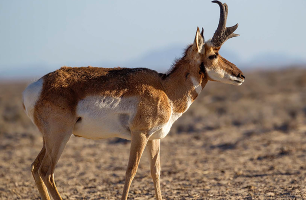 Reserva de la Biosfera en Sonora protege al berrendo de la extinción ...