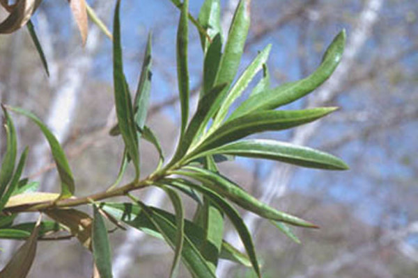 Batamote podría tener propiedades curativas contra el cáncer :: Ser ...